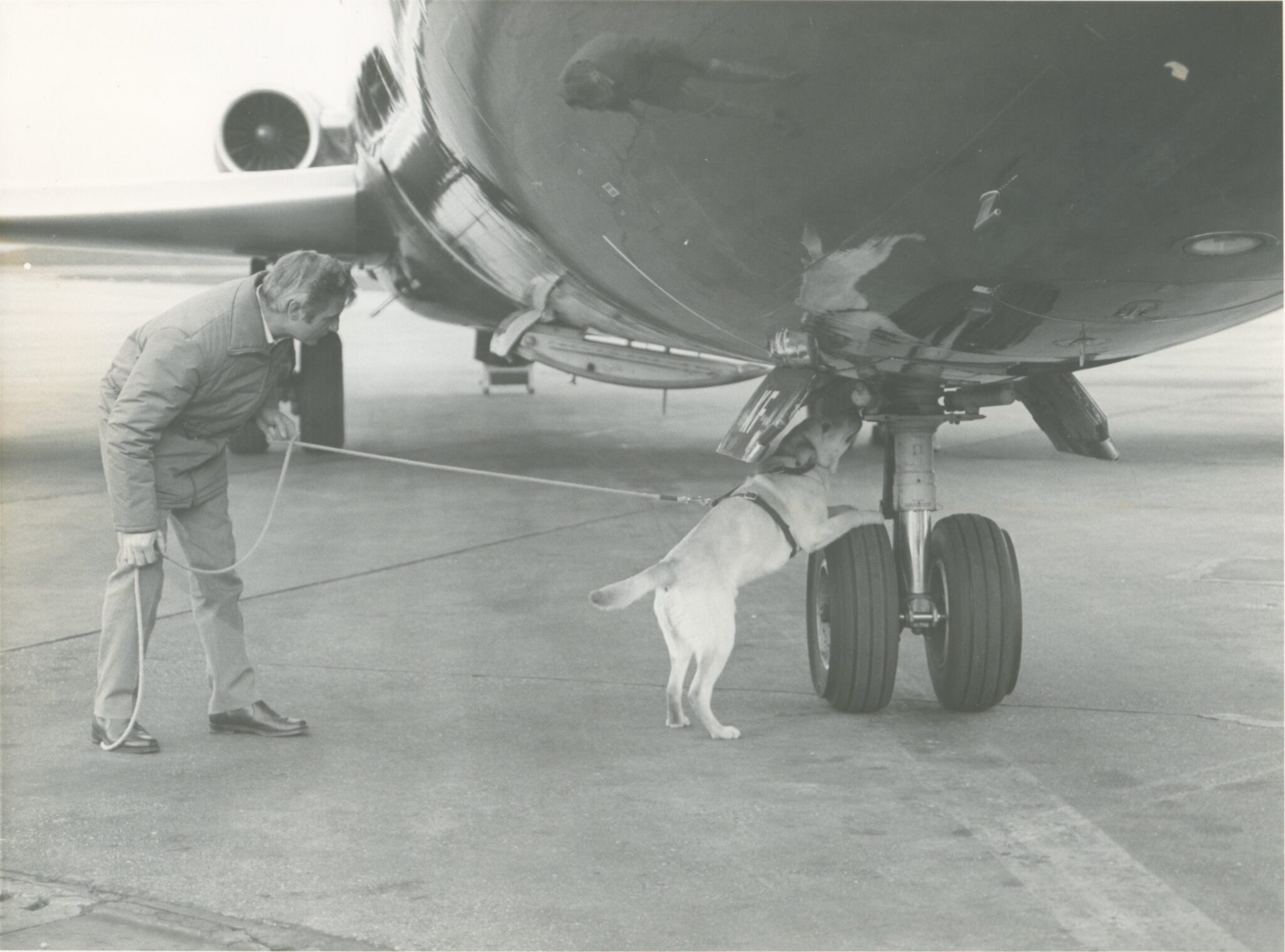 Explosives Search Dogs | Explosive Detector Dogs | Karenswood