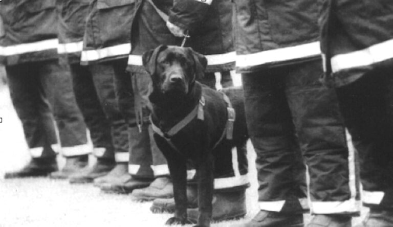 Fire Investigation Dog for the Detection of Hydrocarbons | Karenswood