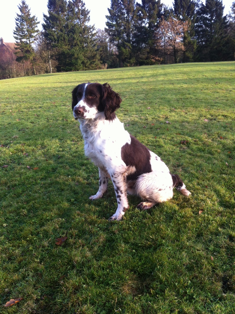 Battery Detector Dog | Karenswood